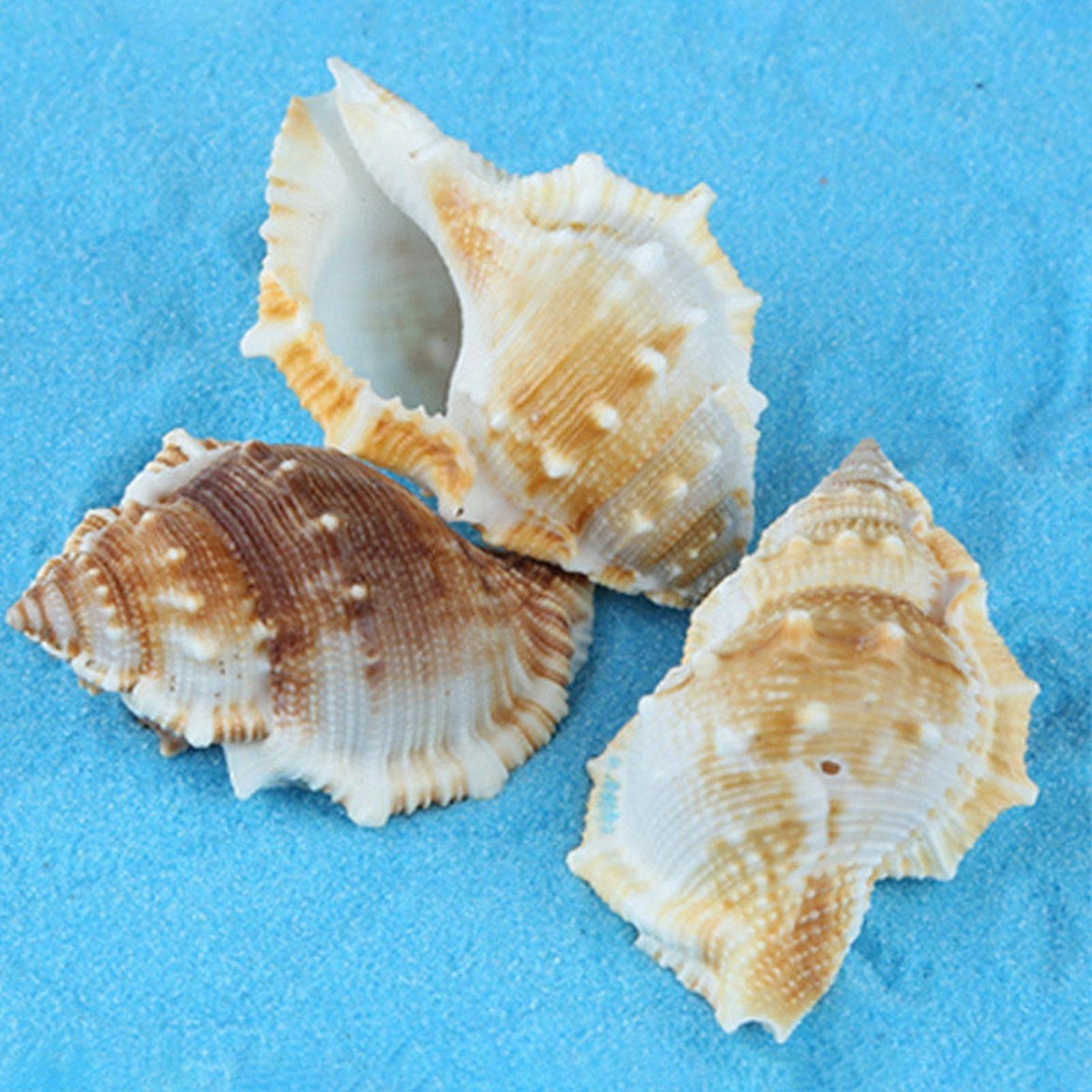 200g Conch Shells Coral Stone Craft Fish Tank Decoration Aquarium ...