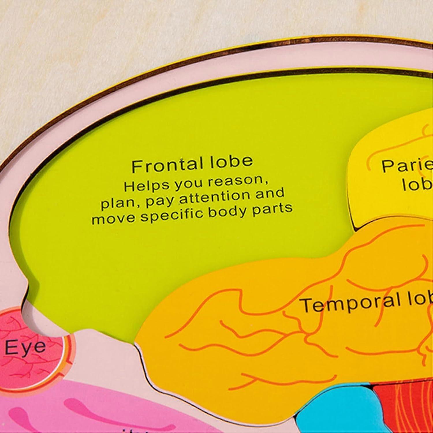 Human Body Puzzle - Anatomy Puzzle Kit For Children, Educational ...