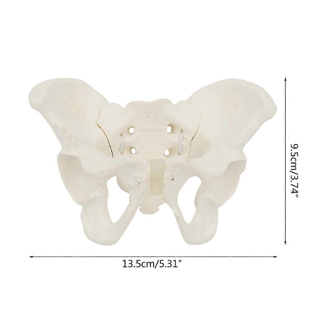 1Pc Pelvic Model Medicine Mini Female Pelvis Model Female Reproductive ...