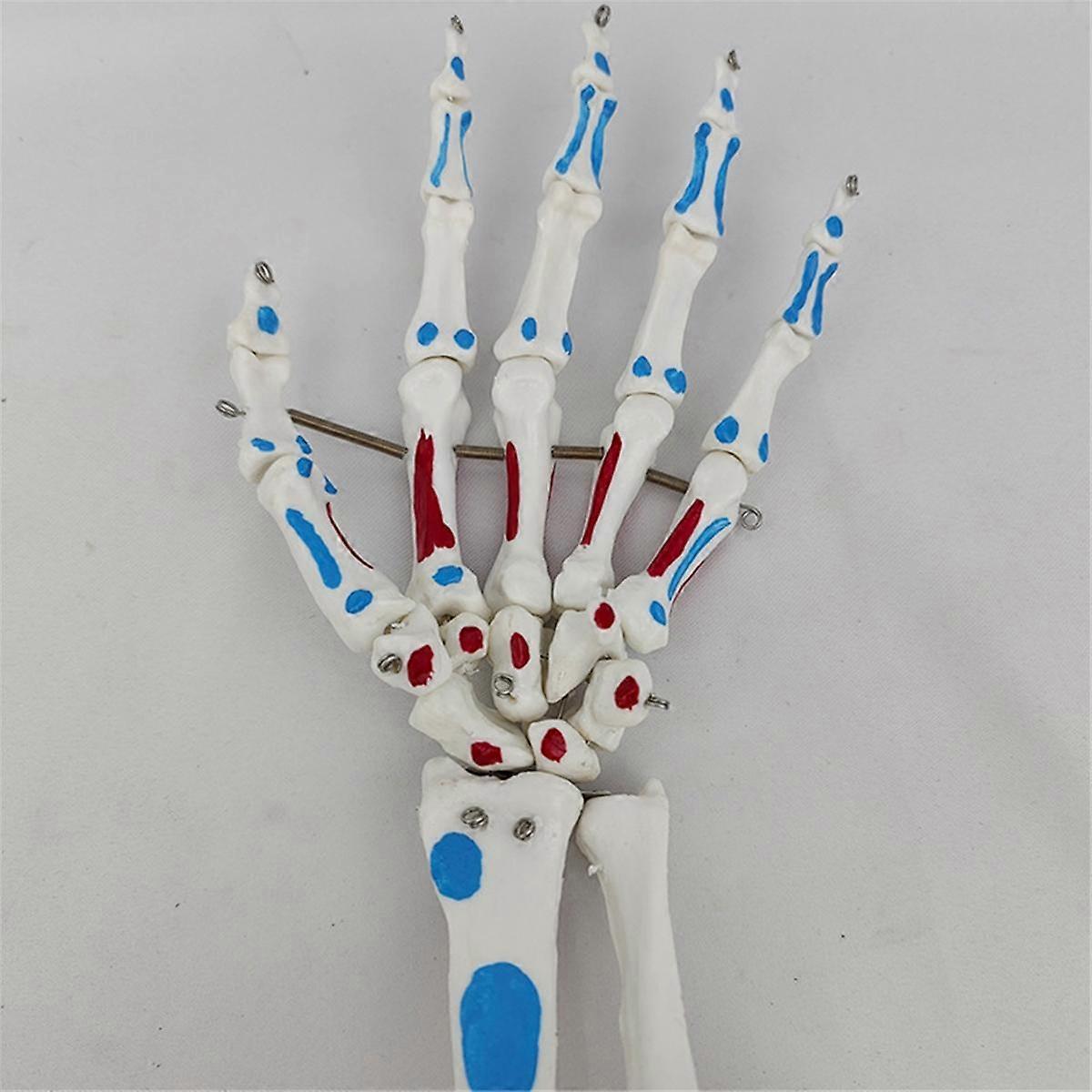Skeleton Hand Model, Hand Joint Model, with Wrist, Ulna, Hinged Hand ...