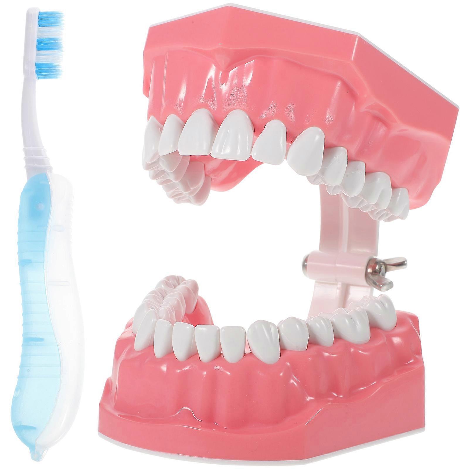 1 Pc Teeth Model Dental Teaching Demonstration Tool Tooth Brushing ...