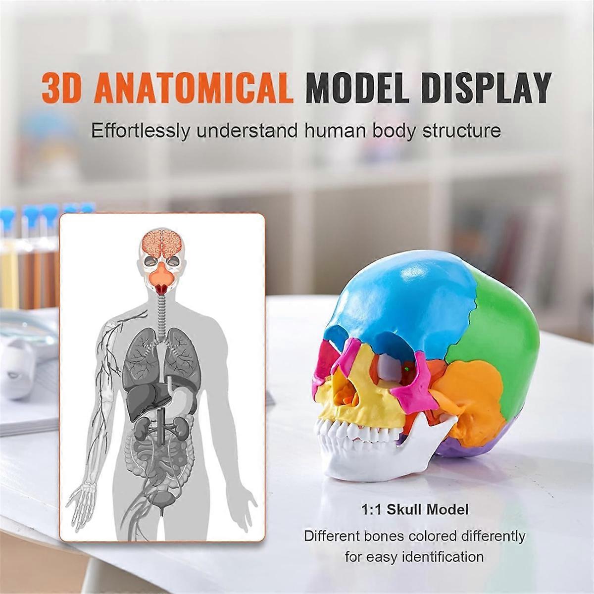 Human Skull Model, Life-Size Painted Anatomy Skull Model, PVC ...