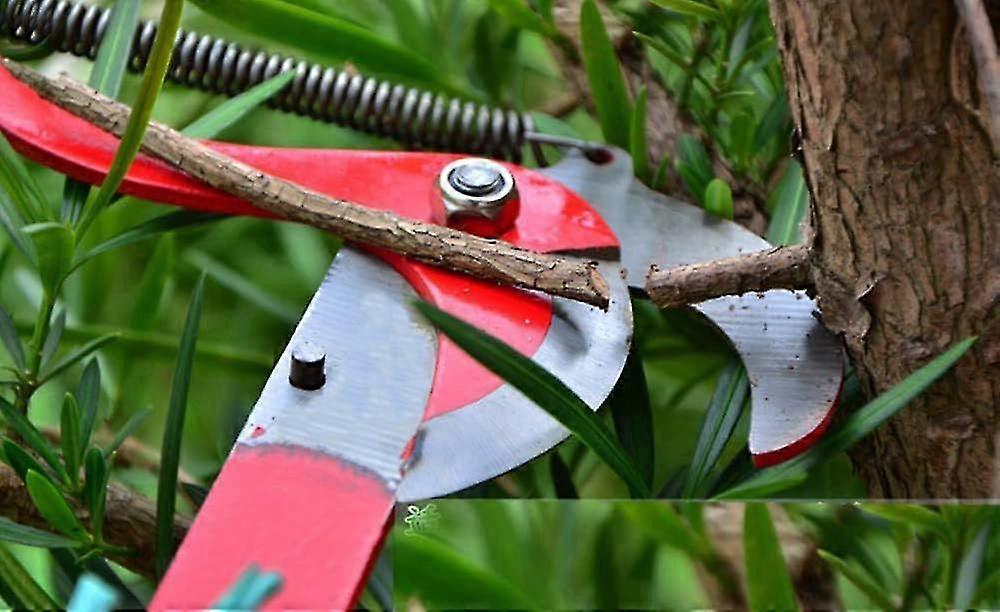 Telescopic Fruit Picker Telescopic Gardening Loppers Telescopic Branch ...