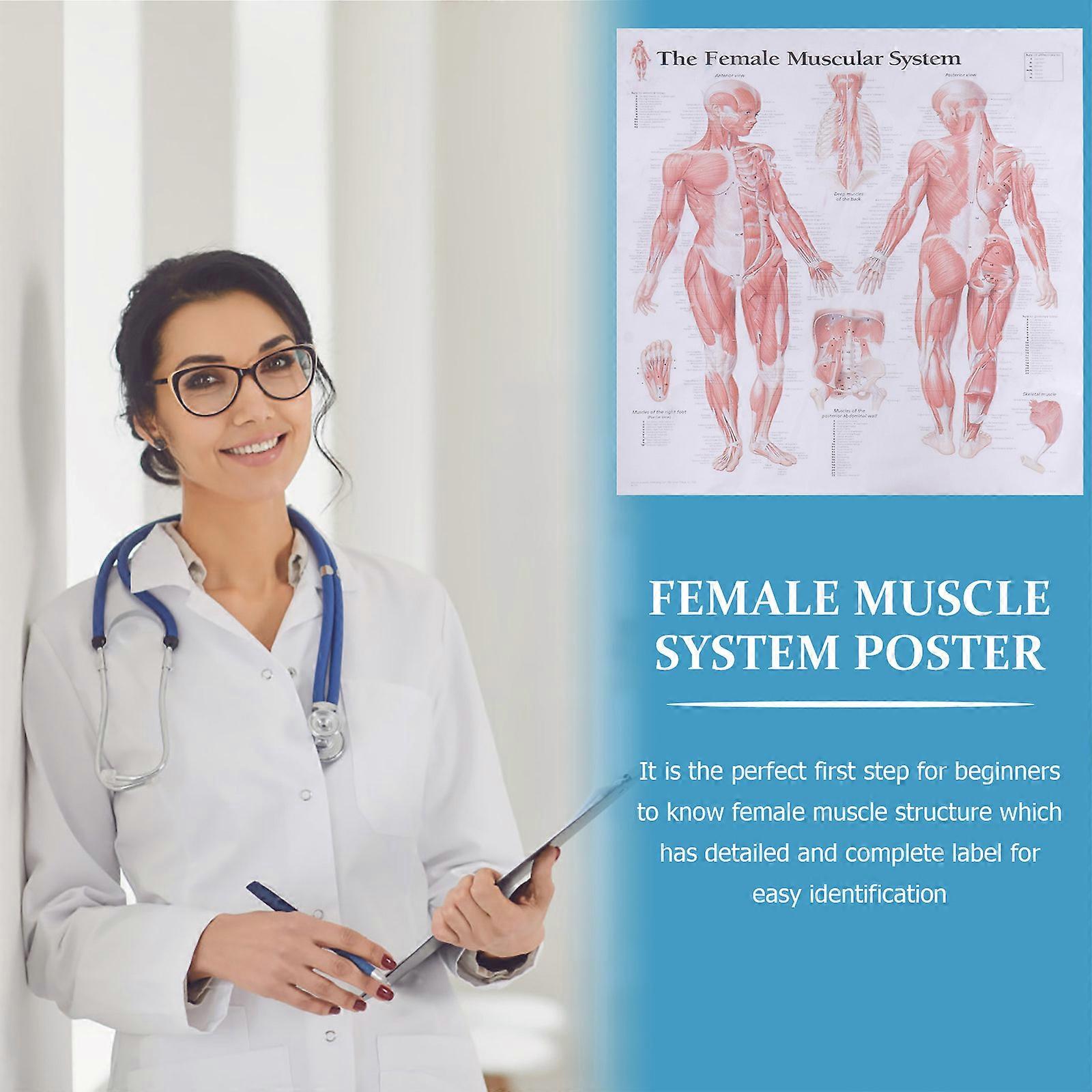 Muscular Anatomical Chart Muscle Chart Musculoskeletal Picture Human ...