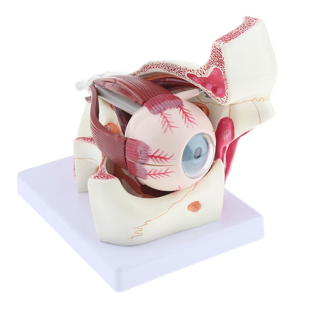 Magnification 3x Human Eye Anatomical Model Anatomy Medical Teaching ...