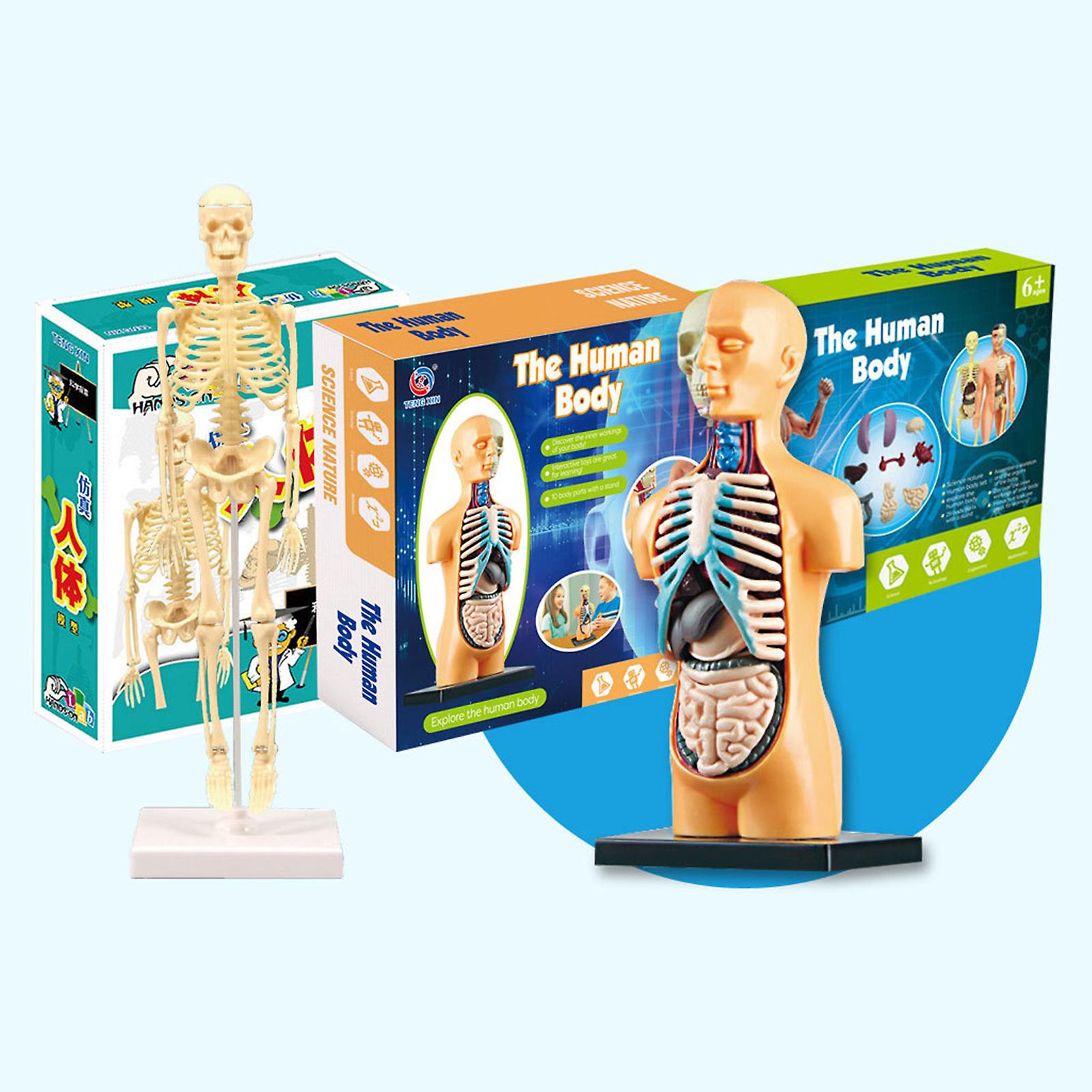 Human Body Model Organs And Bones Simple Assembly Learning Tool Kit ...
