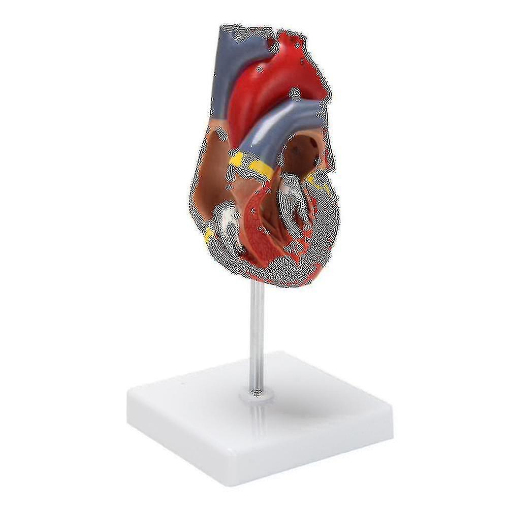 1: 1 Human Heart Model, Anatomically Accurate Heart Model Life Size ...