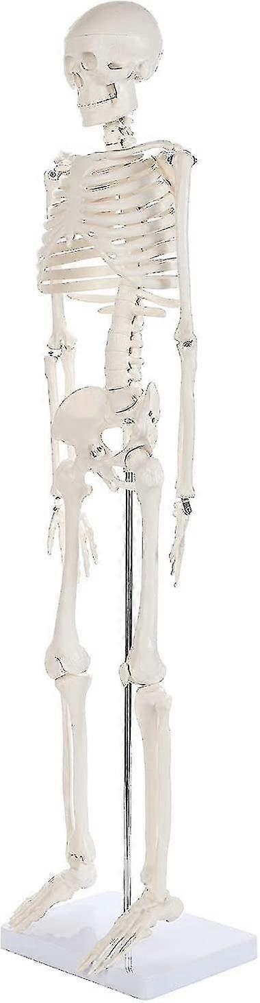 Human Skeleton Skeleton Model Adult Skeleton Spinal Disc Joint Medical ...