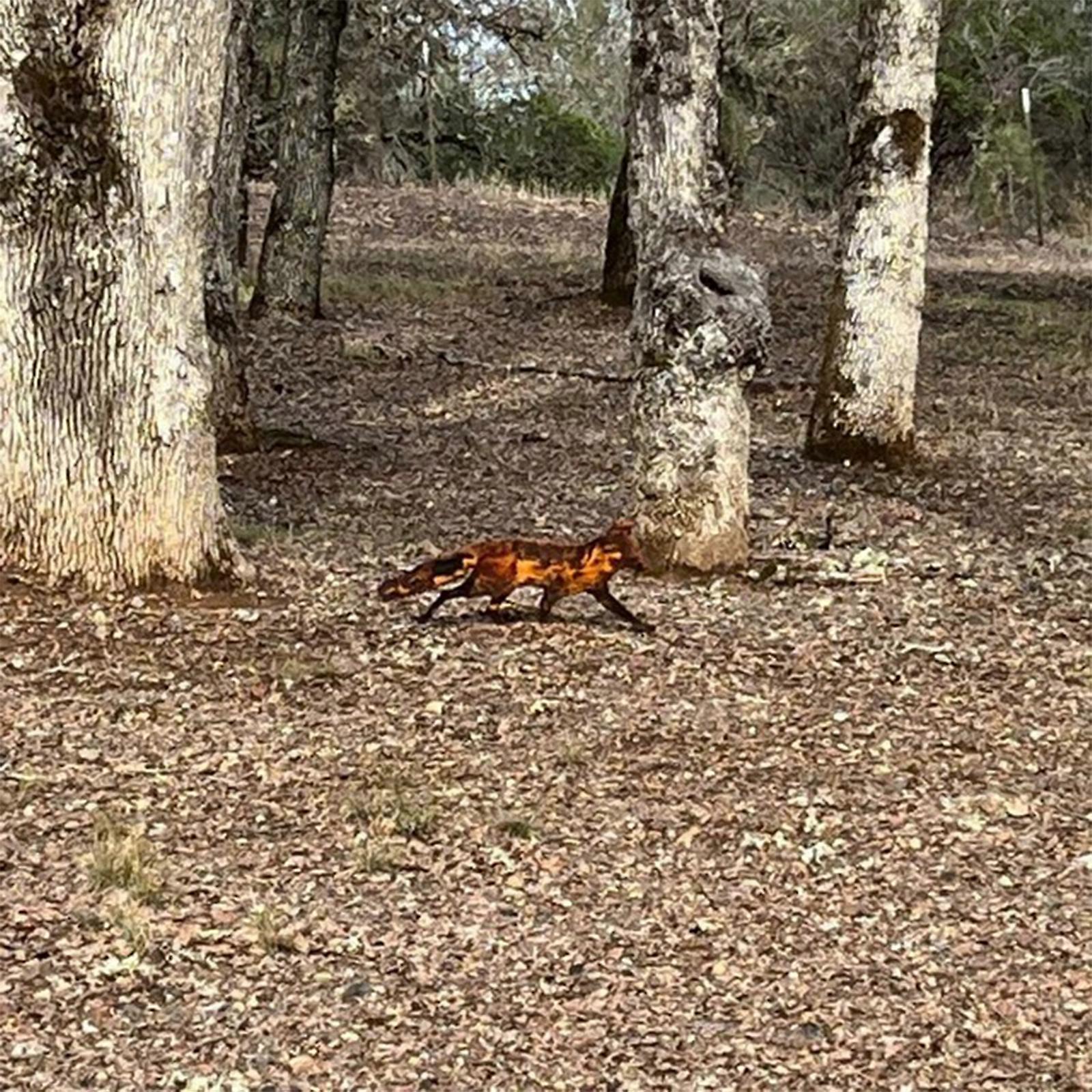 Metal Fox Garden Decoration, Fox Iron Art Outdoor Garden Ornament ...