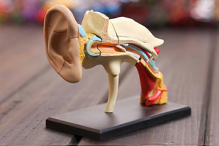 Dental Lab Dentist 4d Ear Human Skeleton Anatomical Model Anatomy Model ...