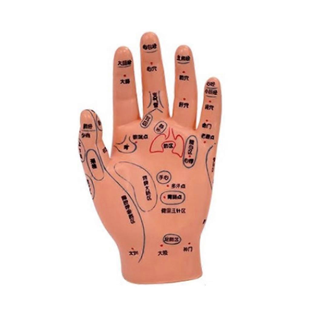 Ear & Hand & Foot Acupuncture Points Model Chinese Medicine Acupoint ...