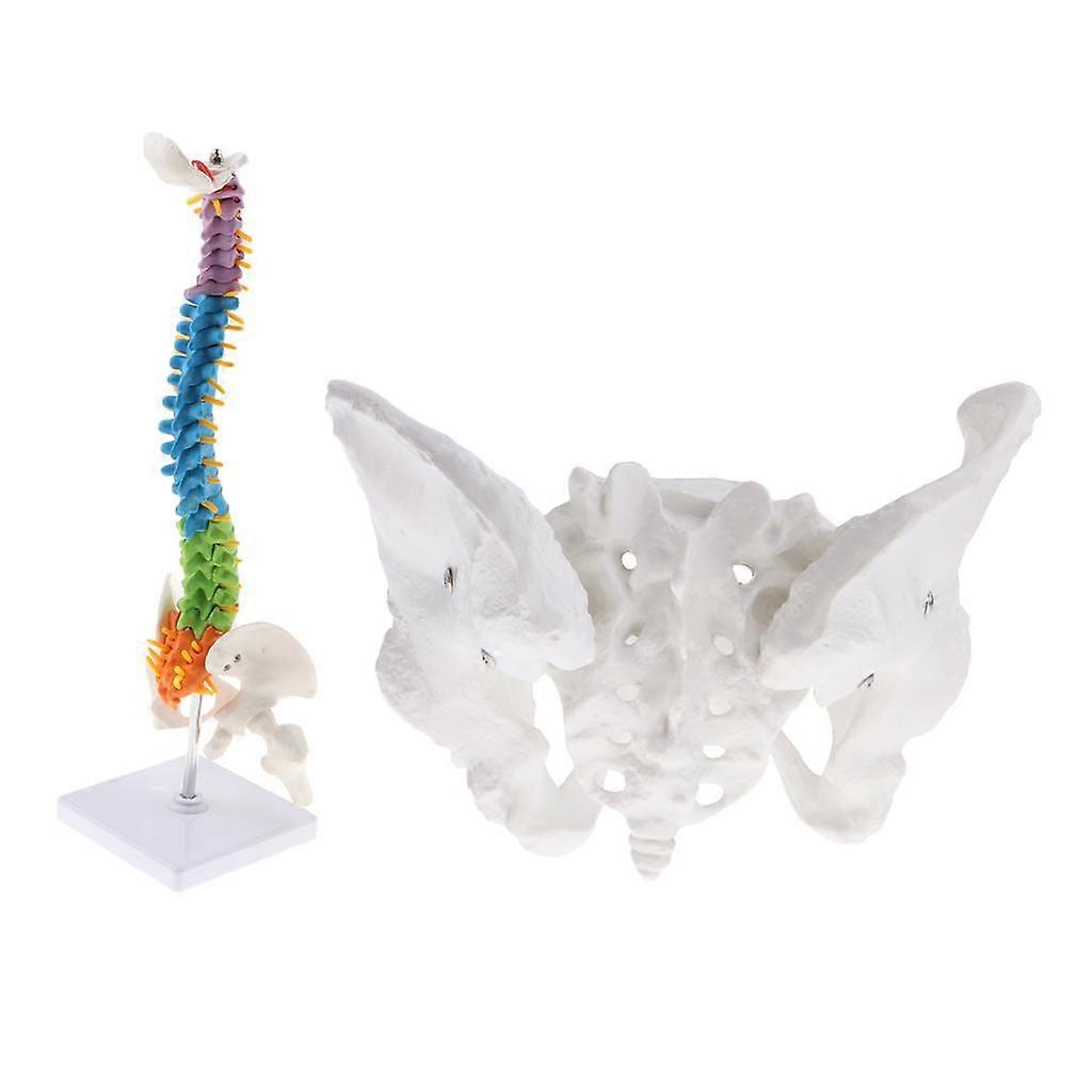 45cm Scientific Ultra Flexible Spine Model & Female Pelvis Sacrum Pubis ...