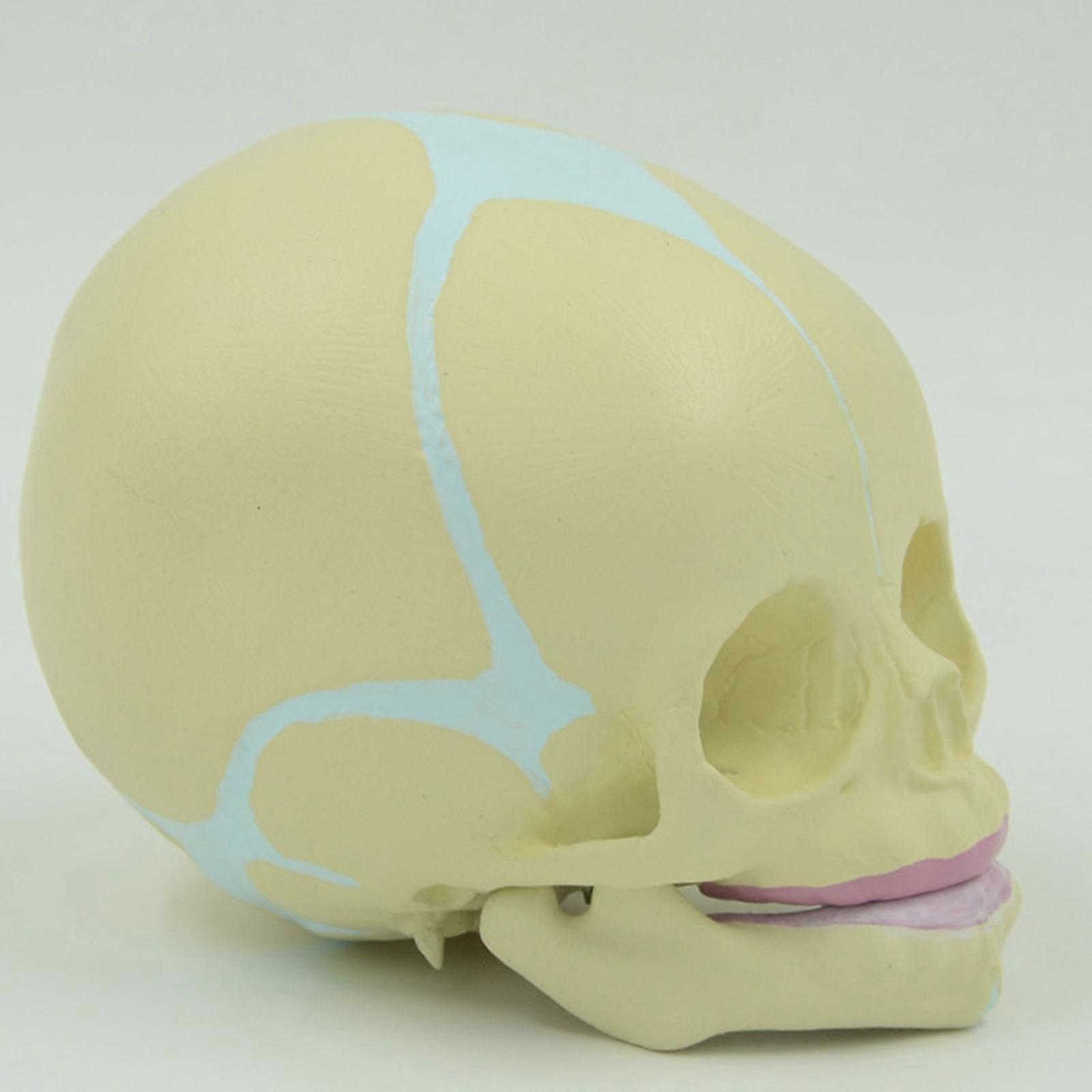 30 Weeks Baby Skull Model Movable Lower Jaw Anatomical Baby for Head ...