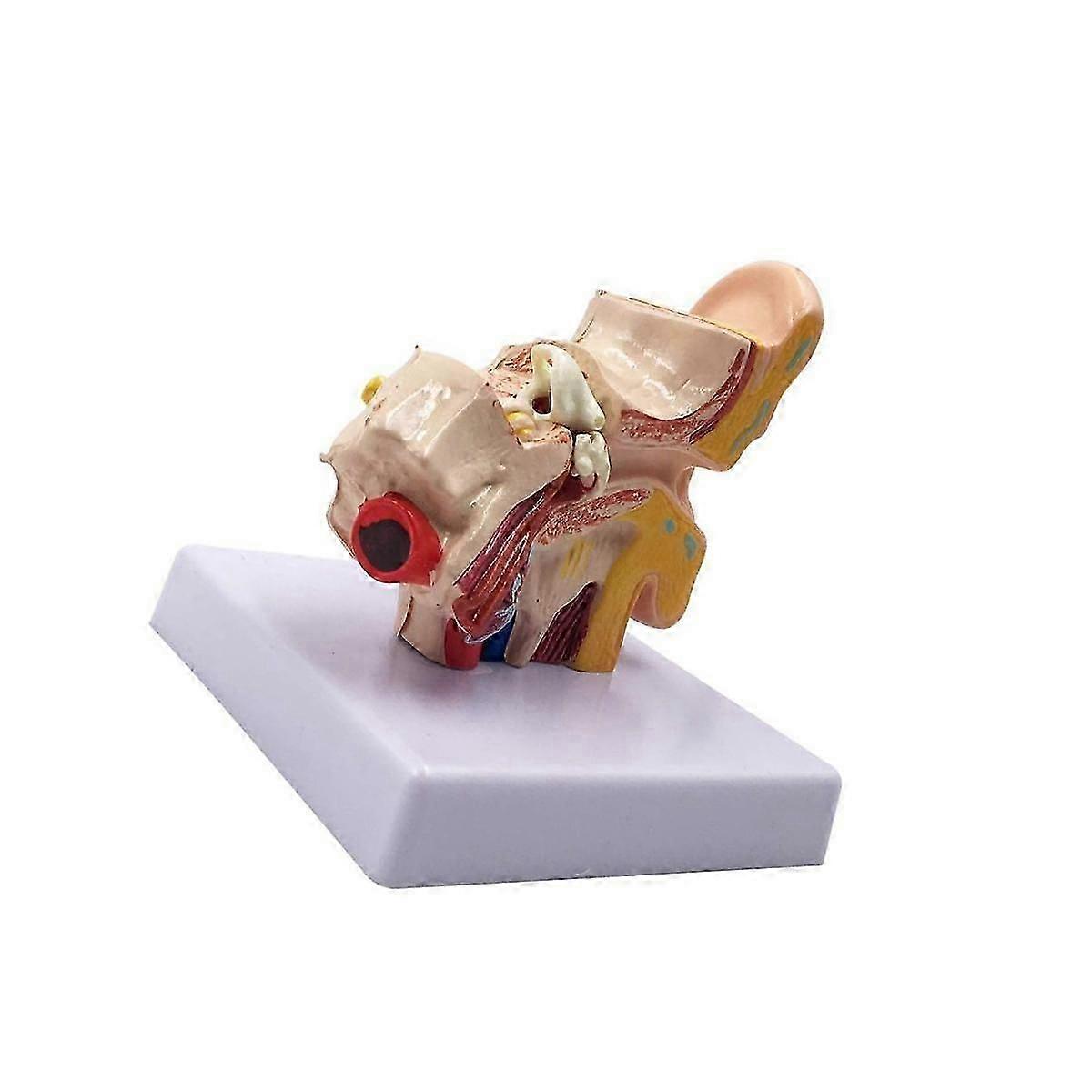 1.5X Human Ear Anatomy Model - Professional Desktop Inner Ear Structure ...