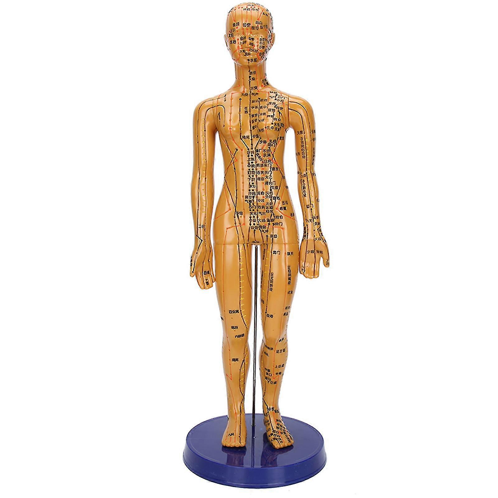 Human Body Acupuncture Model - FemaleMale Copper Color, with Meridians ...