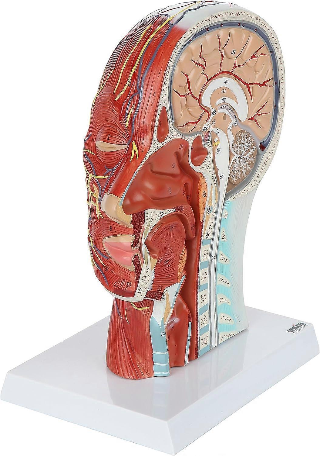 Human Head Model | Anatomy Model Features Half Head, Muscular Anatomy ...
