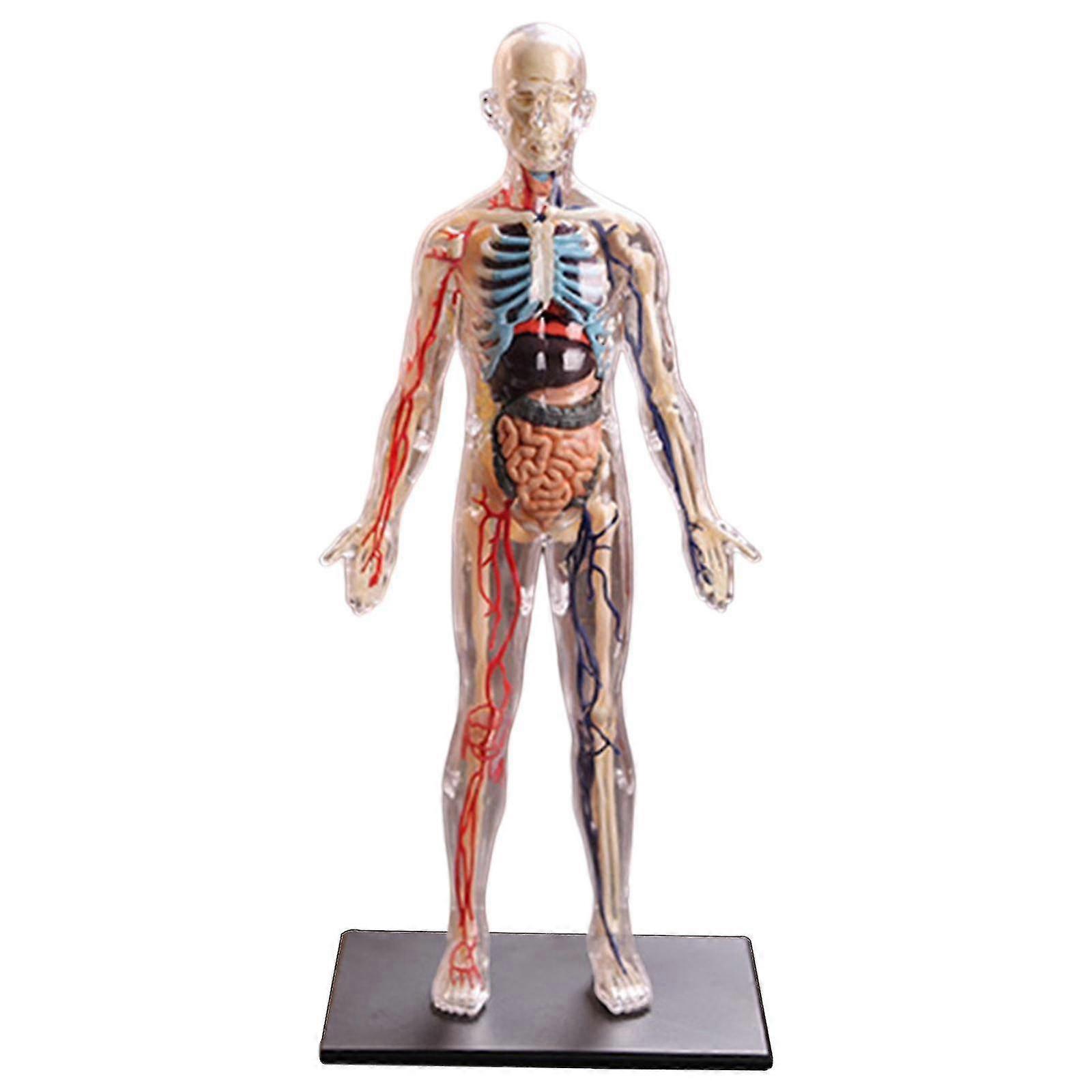 Interactive Human Body Fully Anatomy Figure Human Body Model For Kids ...