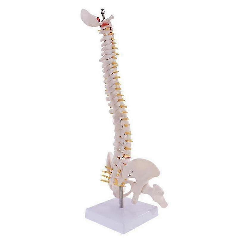 45cm Life Size Vertebral Column models Human Spine with pelvic ...