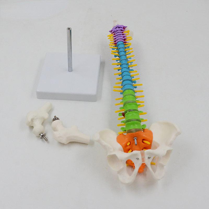 45Cm Flexible Colored Spine Model Medical Teaching Tool Skeleton ...