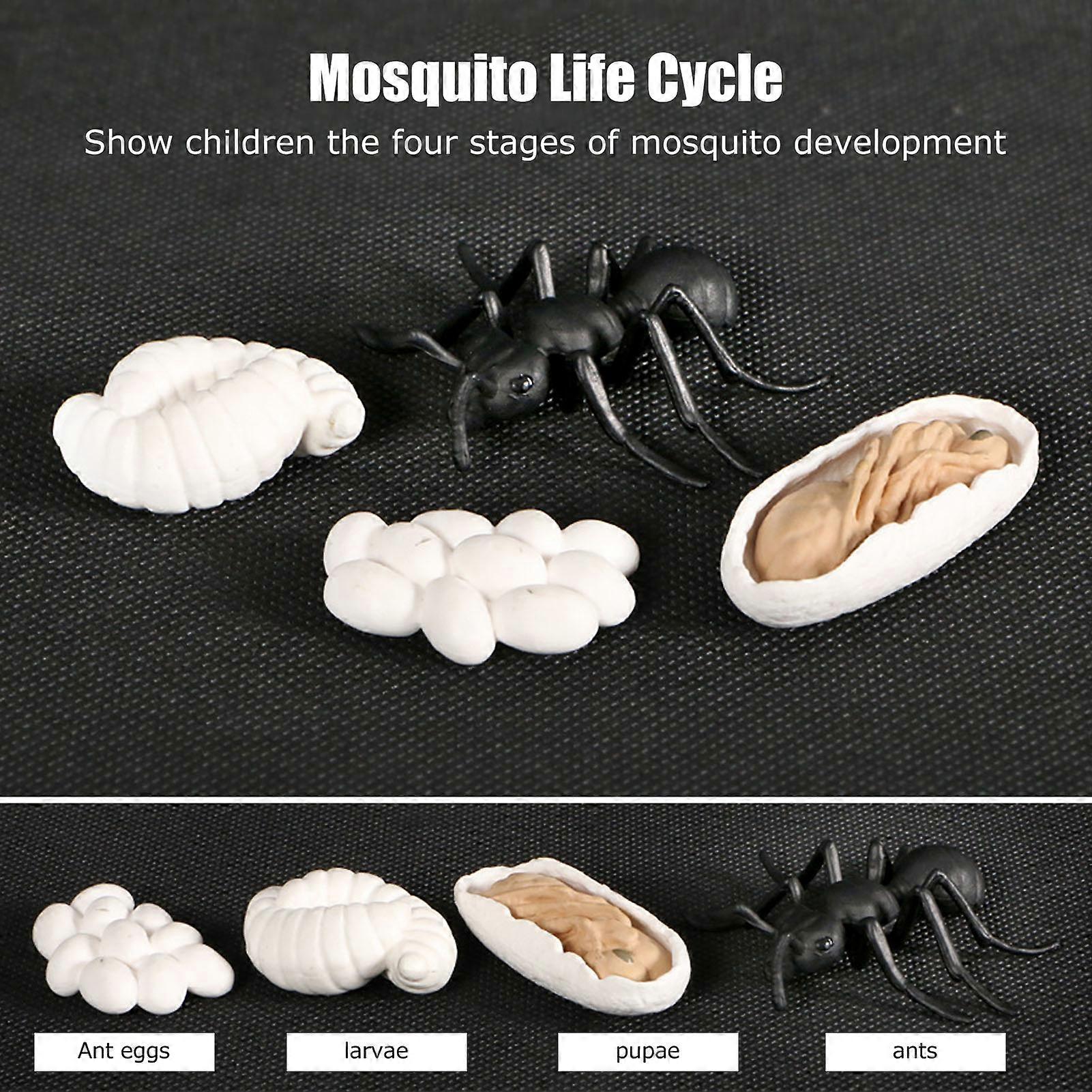 Insect Life Cycle Figurines Vinyl Ant Growth Model Toy Educational ...