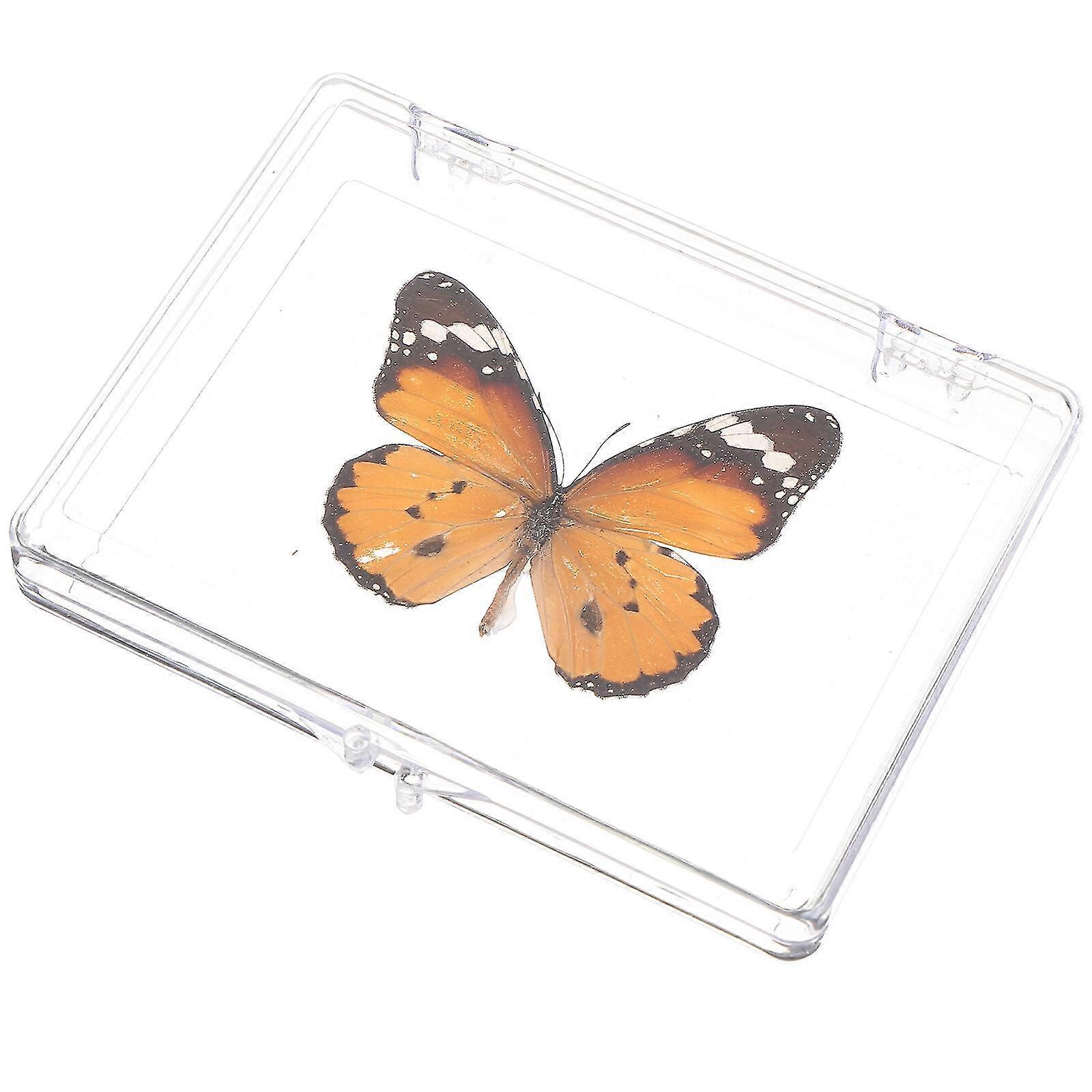 Collected Butterfly Specimen Display Specimen Educational Butterfly ...
