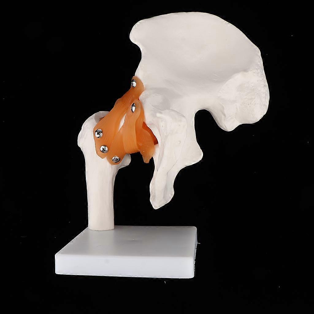 1:1 Lifesize Anatomical Human Hip Joint with Femur & Ligament Model ...