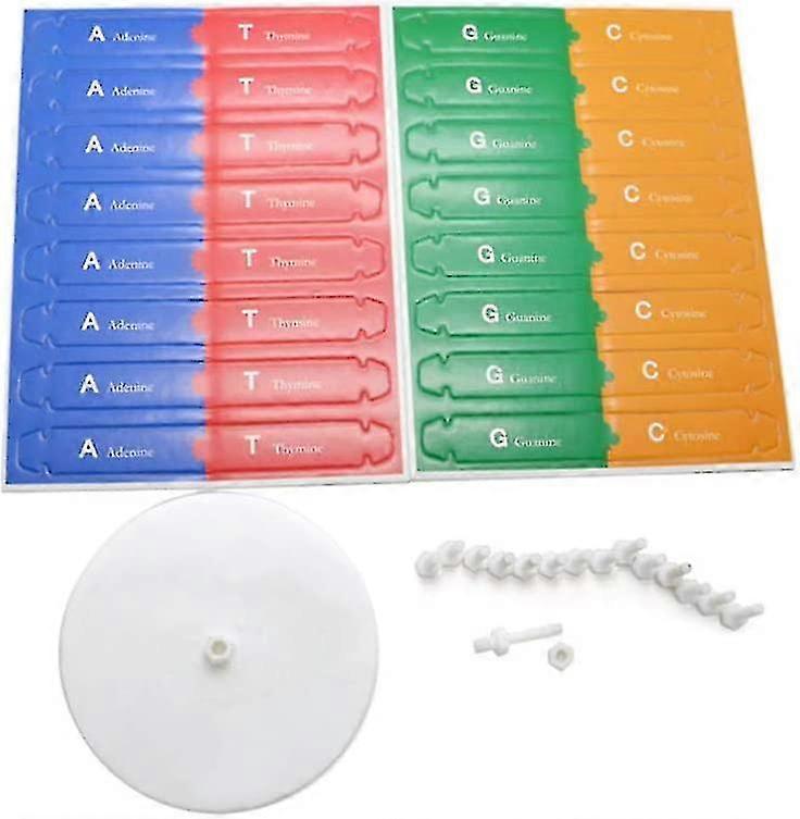 DNA Models Double Helix Model DNA Models Science Educational Teaching ...