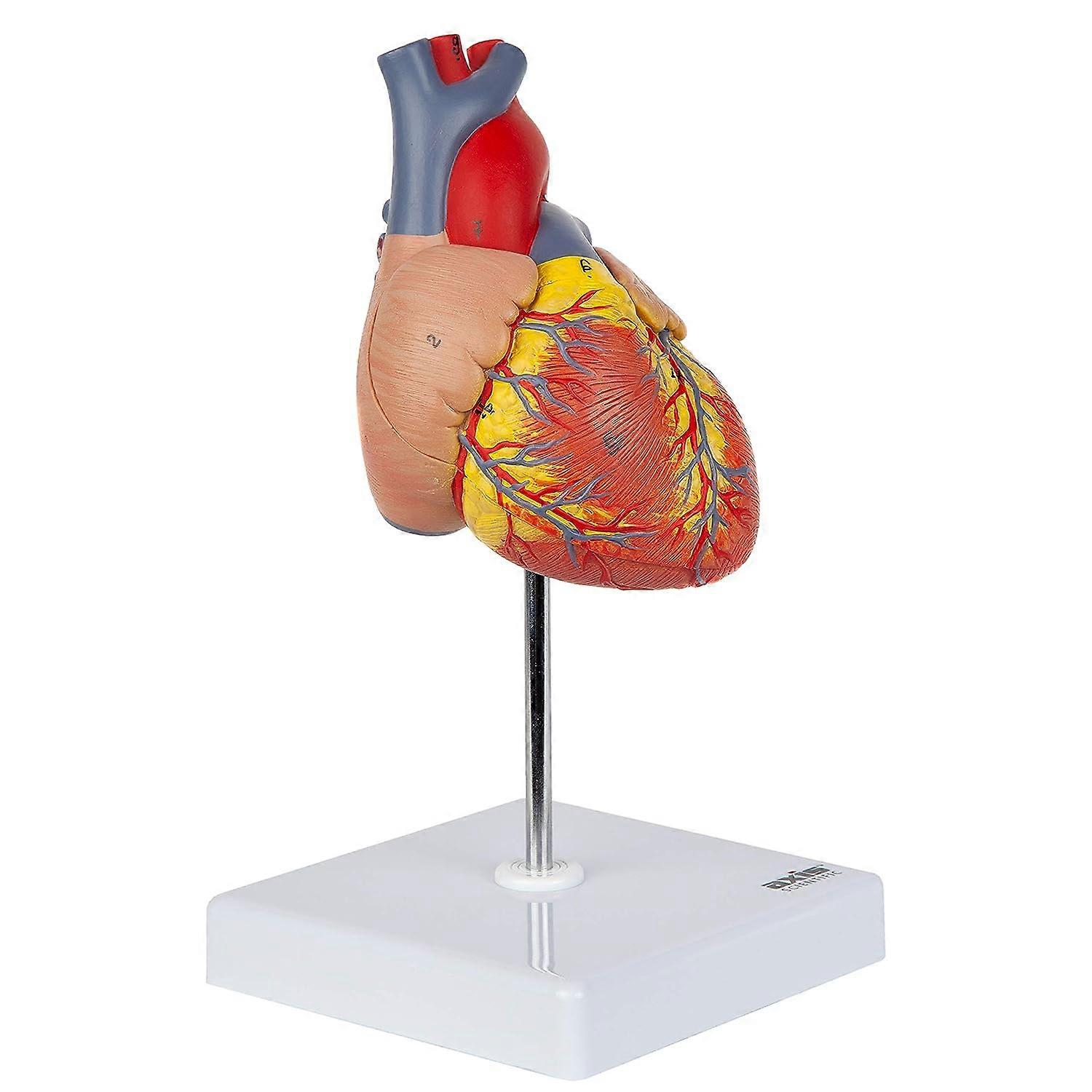 Scientific Heart Model, 2-Part Deluxe Life Size Human Heart Anatomical ...