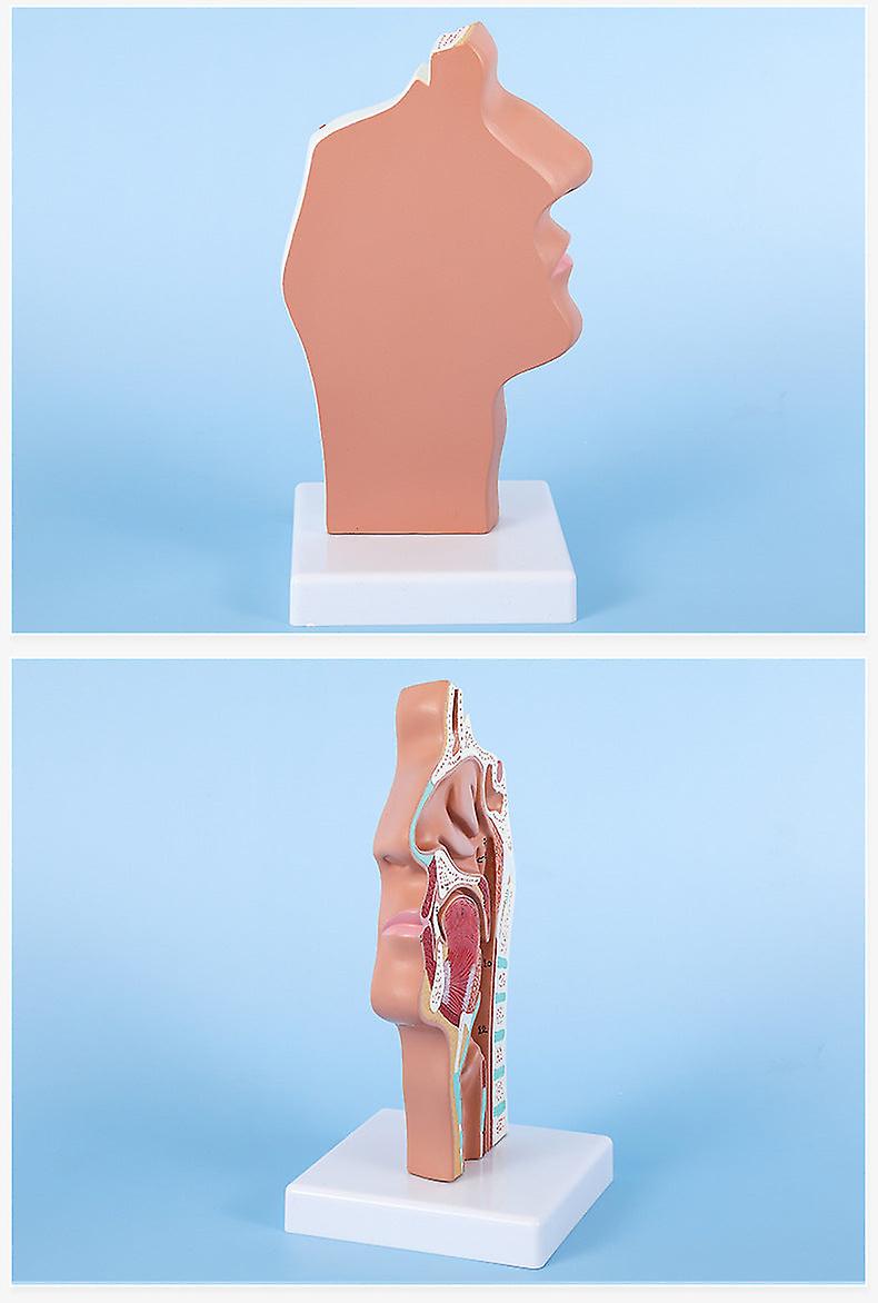 Head anatomy model nasopharyngeal model side vascular nerve model in ...