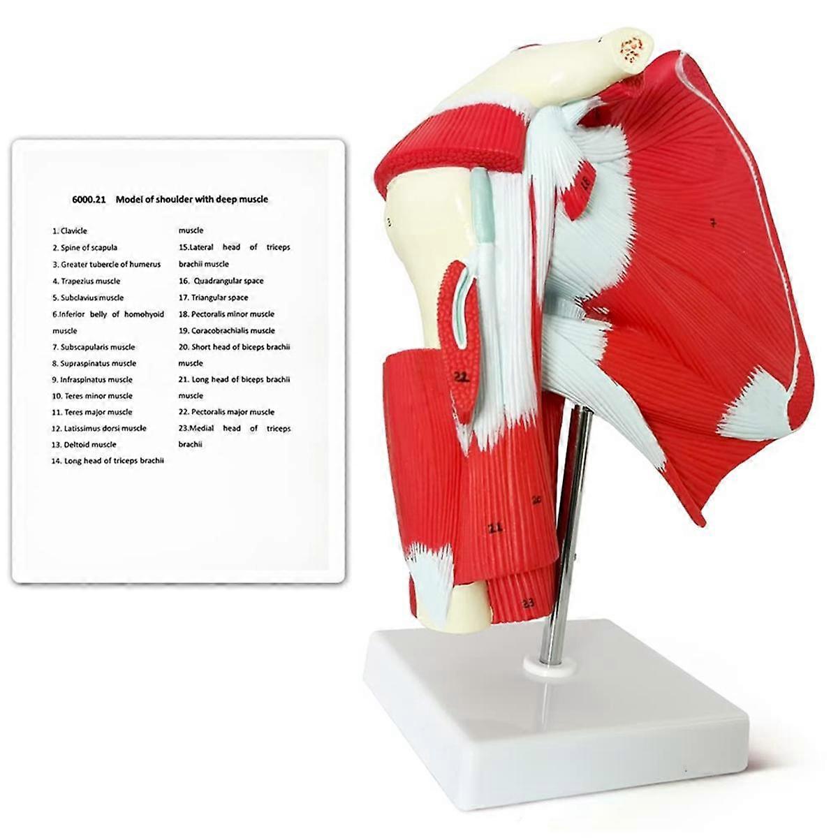 Muscled Shoulder Joint Model - Shows Complete Shoulder Musculature From ...