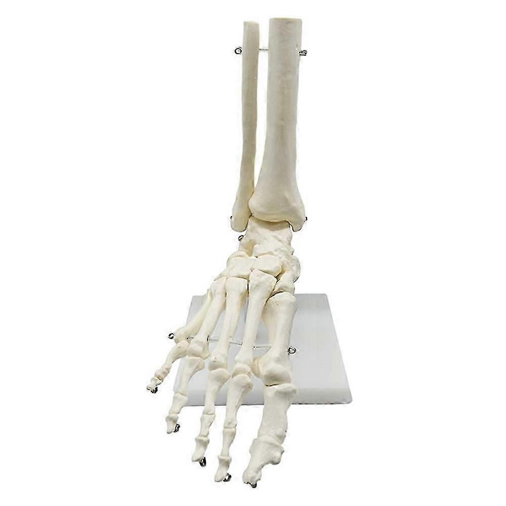 1:1 Human Skeleton Foot Anatomy Model Foot and Ankle with Anatomical ...