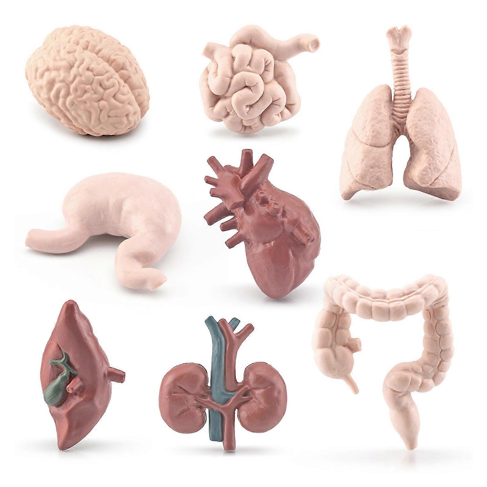 Human Body Model Static Anatomy Organs 3D Human Body Organ Models Toy ...
