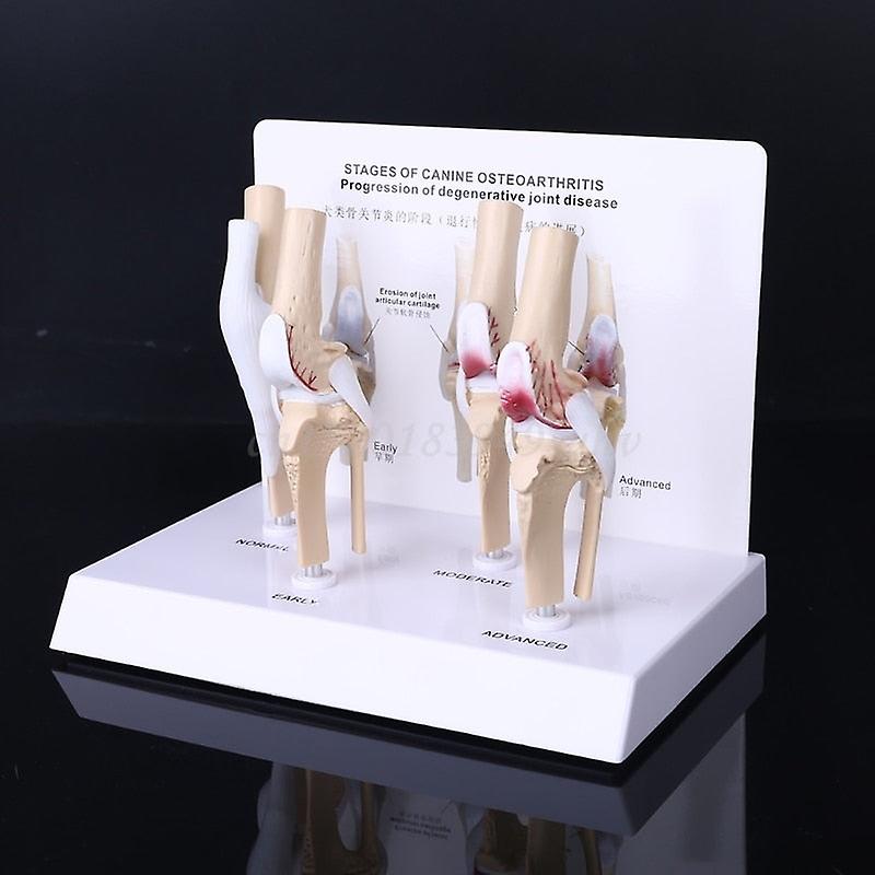Animal dog canine knee joint model skeleton veterinary teaching ...