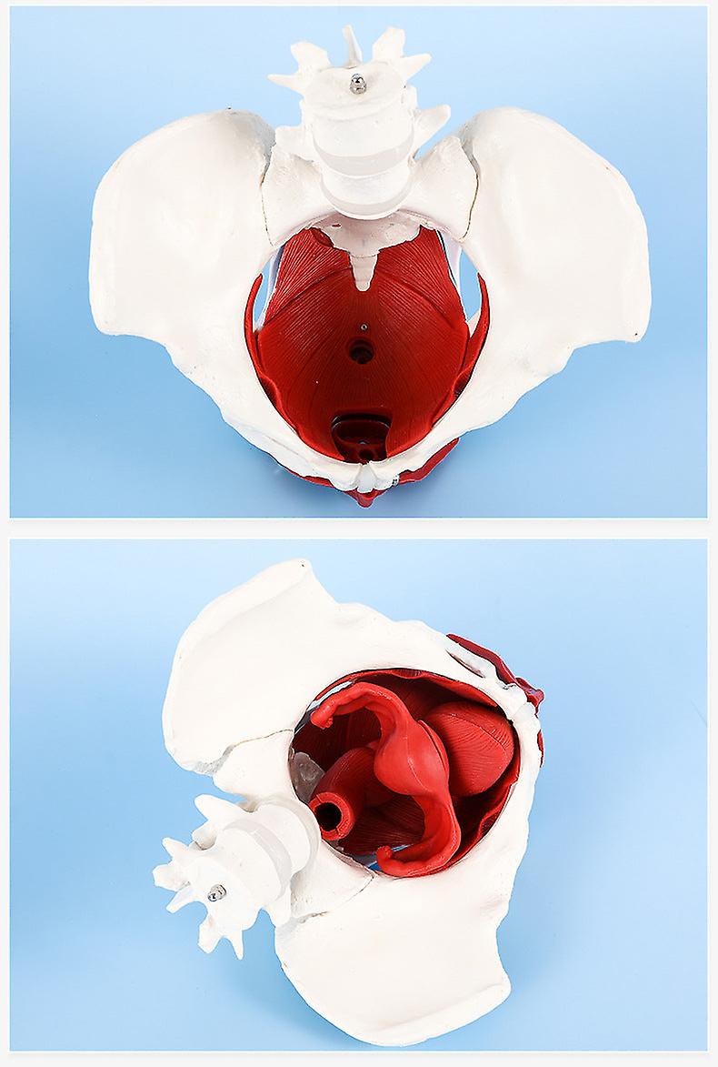 Human Body Model Female Pelvic Lumbar Pelvic Floor Muscle Model Two ...