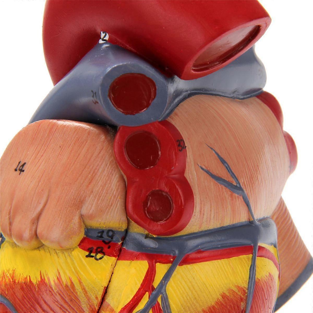 3X 1: 1 Human Heart Model, Anatomically Accurate Heart Model Life Size ...