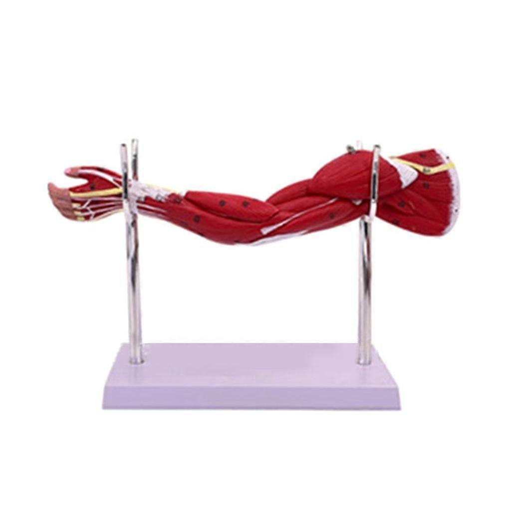 Lower Limbs Muscle Anatomy Model with Main Blood Vessel Nerve Arm ...