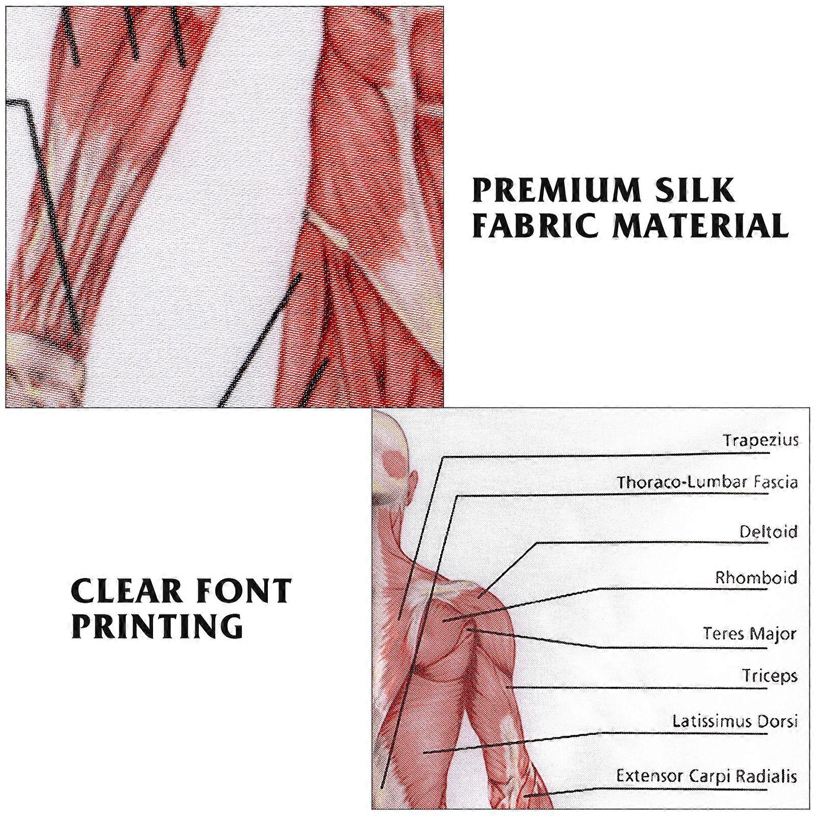 Canvas Sets Anatomical Wall Charts Muscular System Poster Anatomical ...