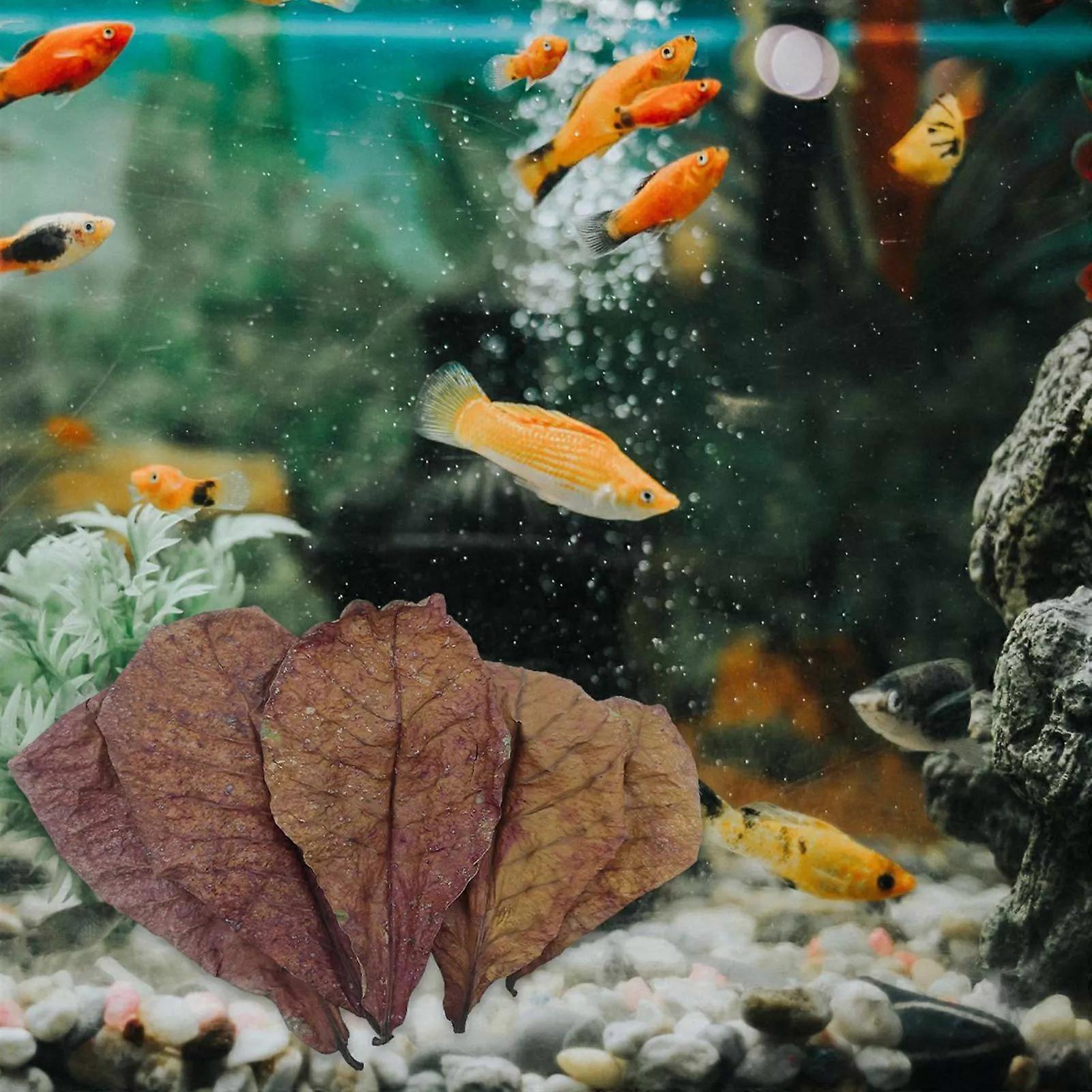 120g LARGE Indian Almond Catappa Ketapang Leaf Leaves Aquarium Betta ...