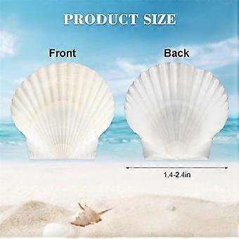 40PCS Natural Scallop Shells 1.4-2.4inch White Small Sea Shells for ...