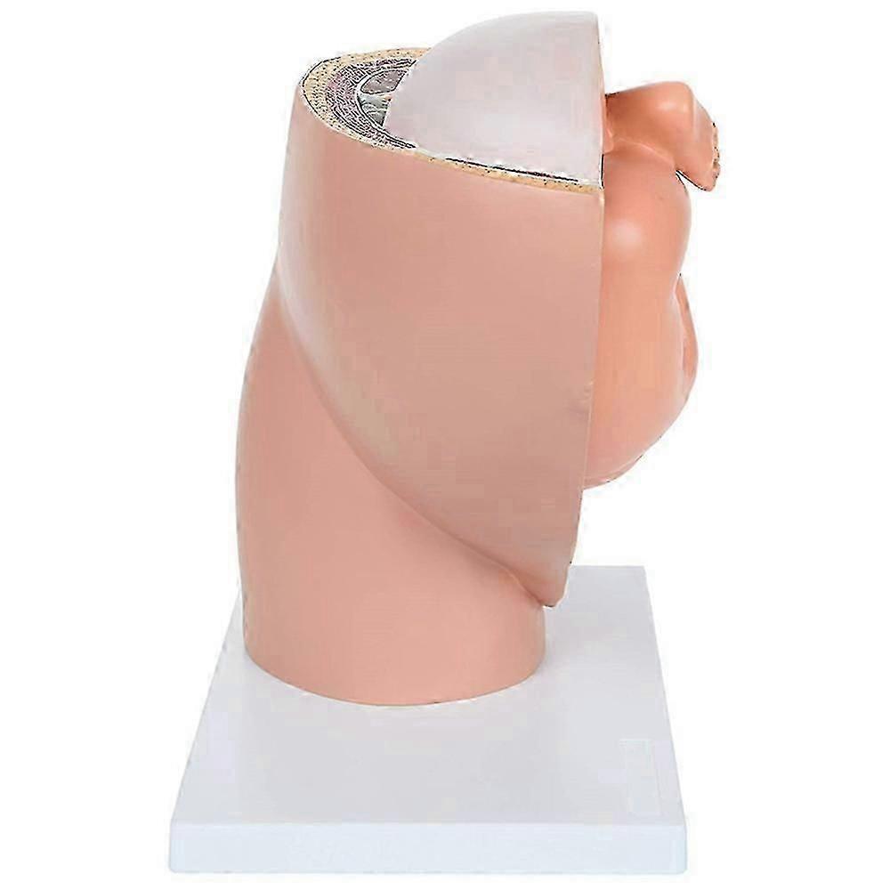 Human Pregnancy Fetal Development 9th Month Embryonic Pelvic Model ...