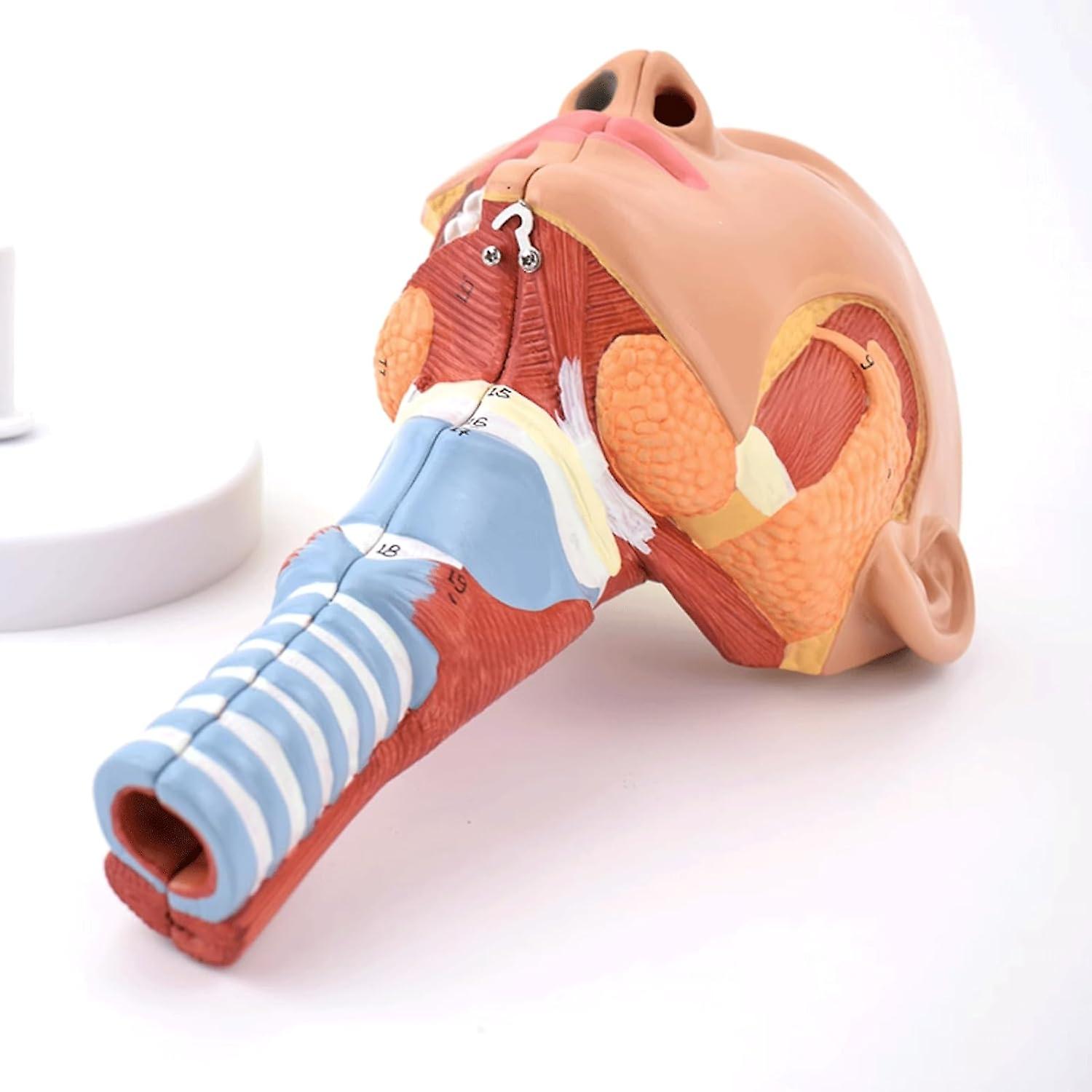 Human Pharyngeal Muscle Laryngeal Anatomical Model for Swallowing ...