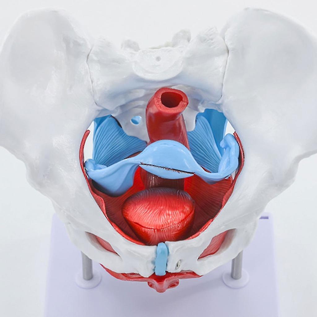 Female Movable Pelvis Model Midwifery Teaching Model For Obstetrics ...