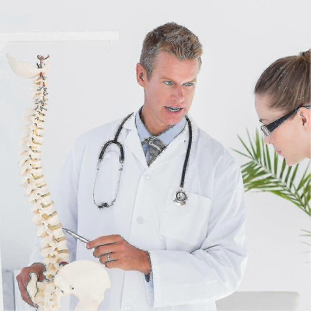 Anatomical Spine Model Pelvic Flexible Spinal Column Model | Fruugo UK