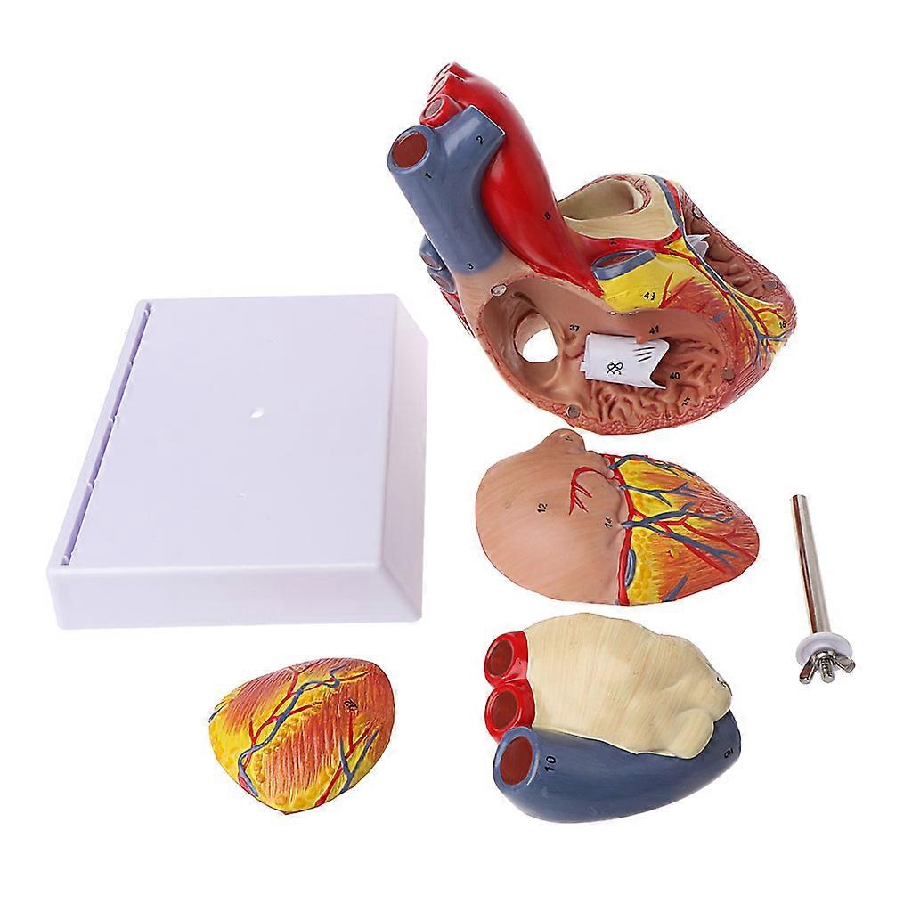 Disassembled Anatomical Human Heart Model Anatomy Medical Viscera ...