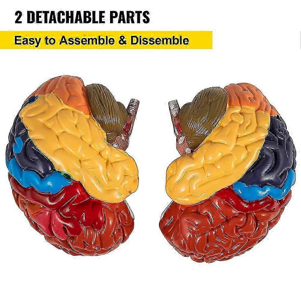 Human Brain Model Anatomy 2 Part Brain Model Color Coding with Display ...
