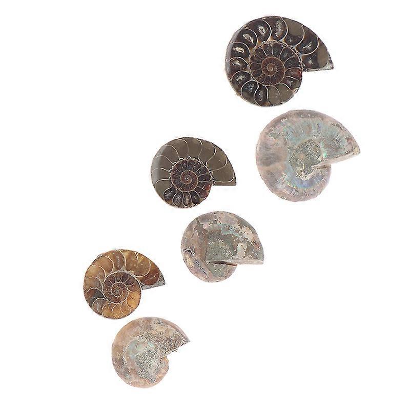 Half Cut Conch Fossils Ammonite Shell Art Collect DIY Stone Crafts Home ...