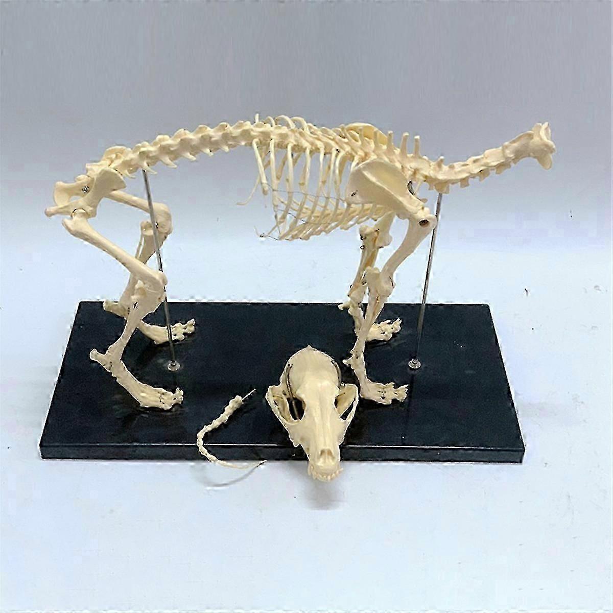 Dog Skeleton Anatomy Model - 64cm PVC Detachable Dog Anatomy Animal ...