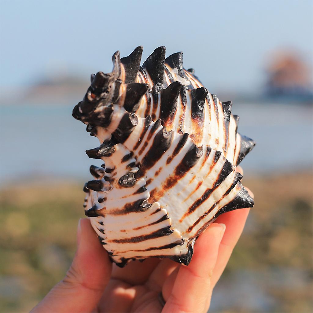 Ocean Conch Large Natural Sea Shells For Diy Crafts Seashell Collectors ...
