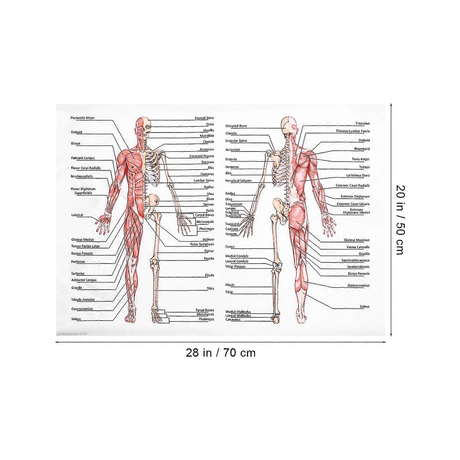 Canvas Sets Anatomical Wall Charts Muscular System Poster Anatomical ...