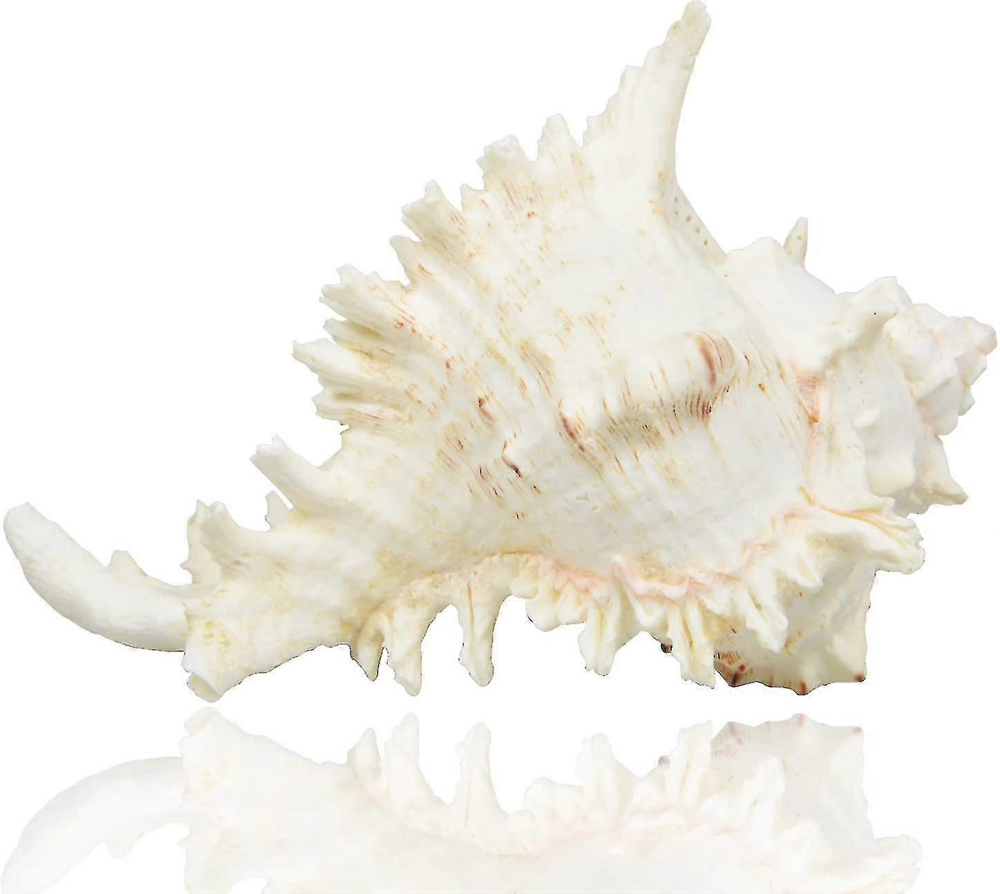 Large Natural Sea Shells, Huge Ocean Conch 7-8 Inches Jumbo Seashells ...